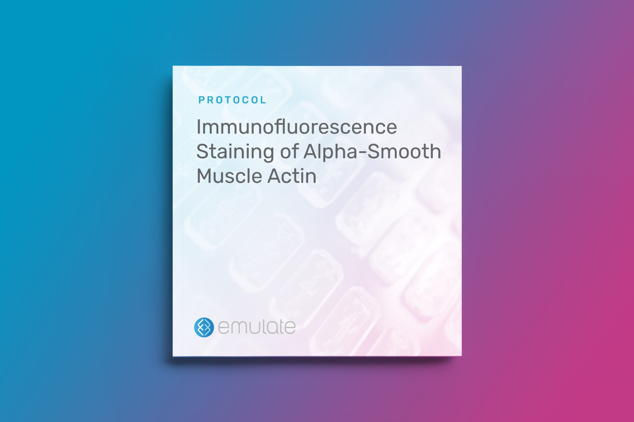 Immunofluorescence Staining of Alpha-Smooth Muscle Actin | Emulate