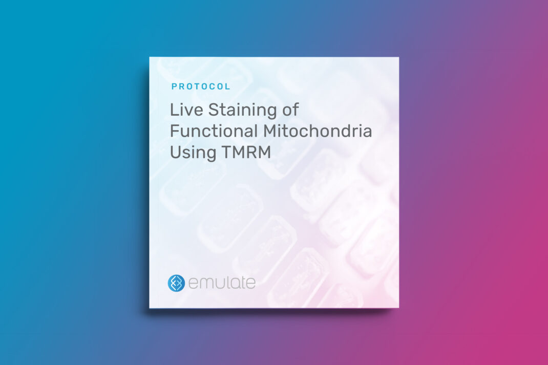 Live Staining of Functional Mitochondria Using TMRM | Emulate