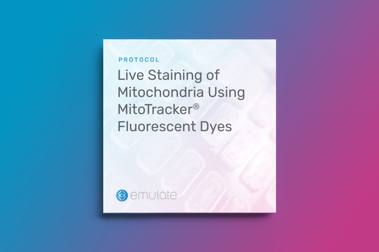 Live Staining of Mitochondria Using MitoTracker® Fluorescent Dyes | Emulate