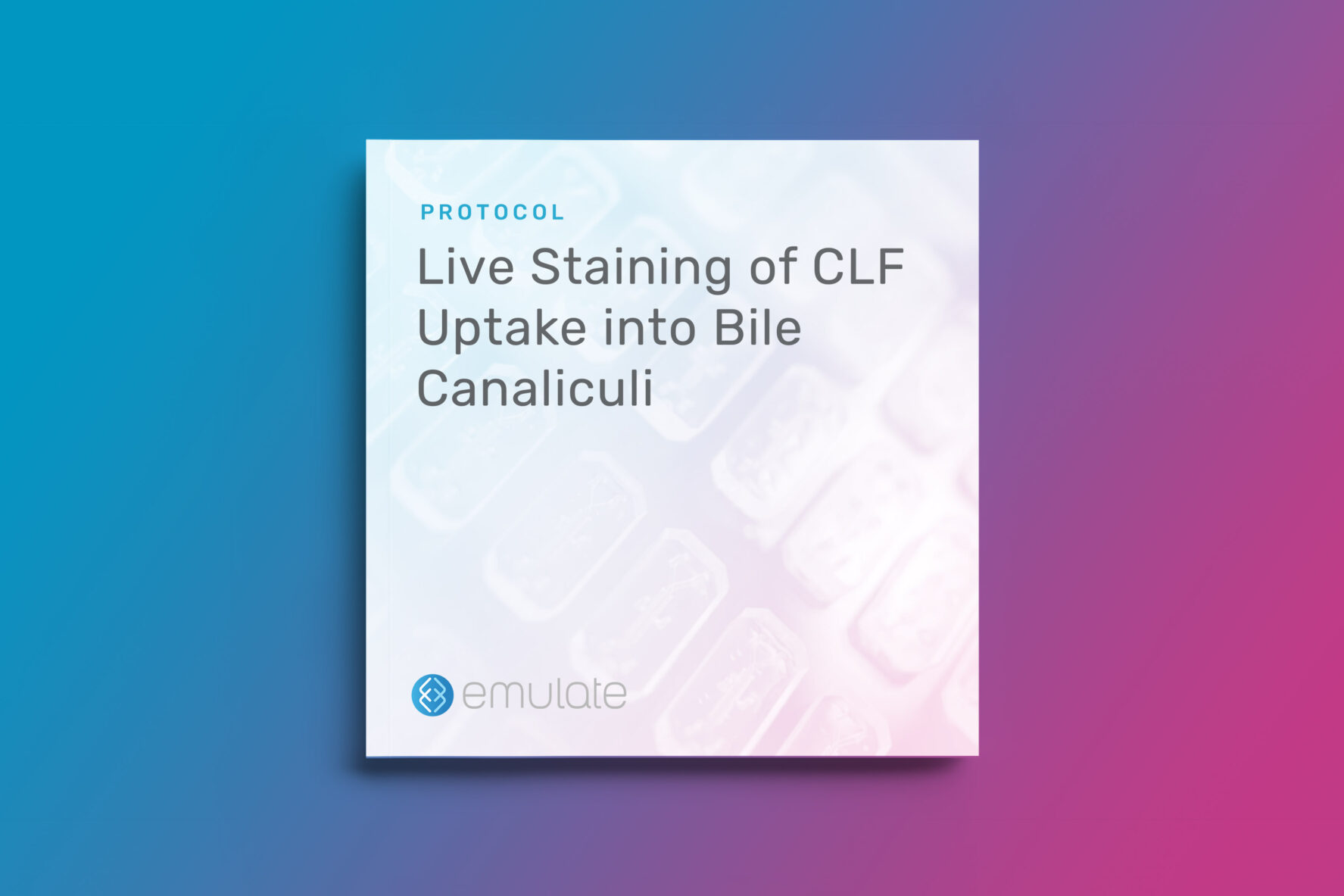 Live Staining of CLF Uptake into Bile Canaliculi | Emulate