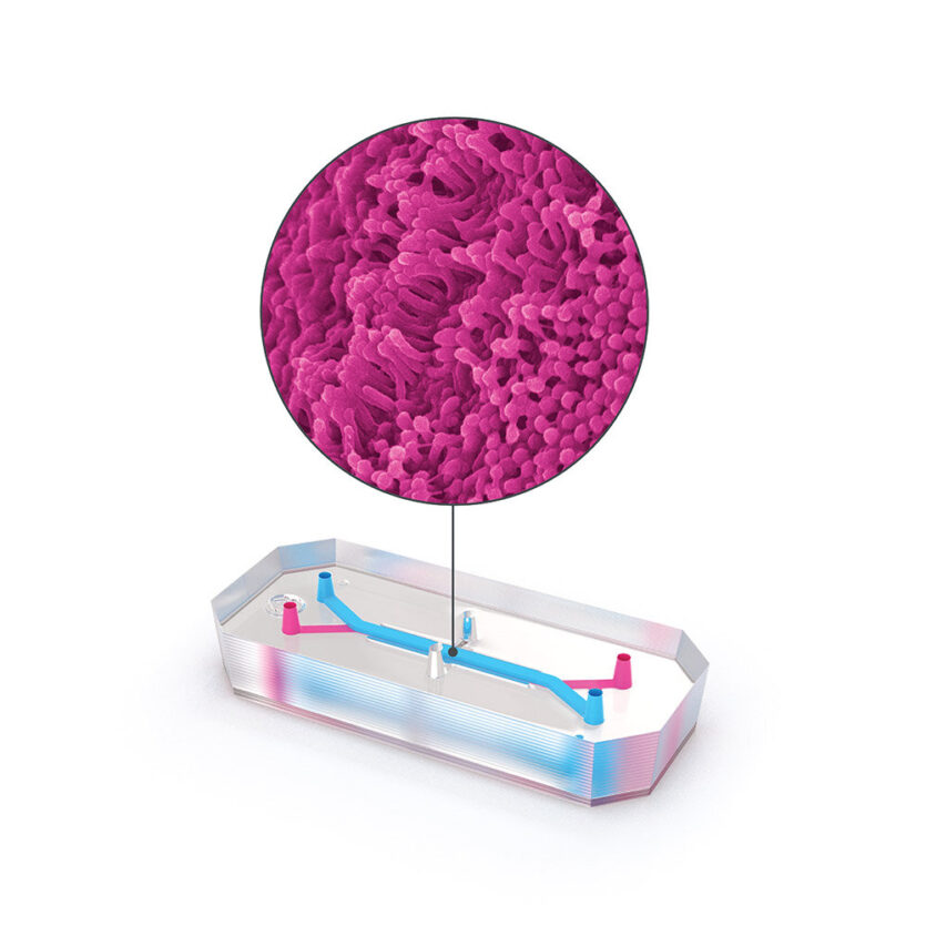 Emulate Launches Colon Intestine-Chip to Advance Research of ...