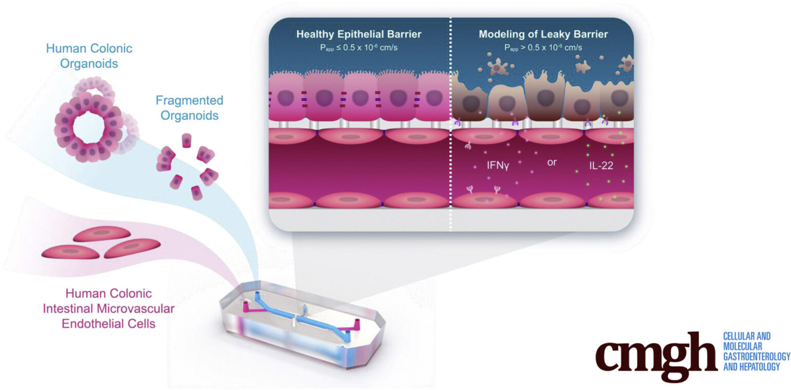 Studying Gut Health and Disease with Organ-Chips | Emulate Blog