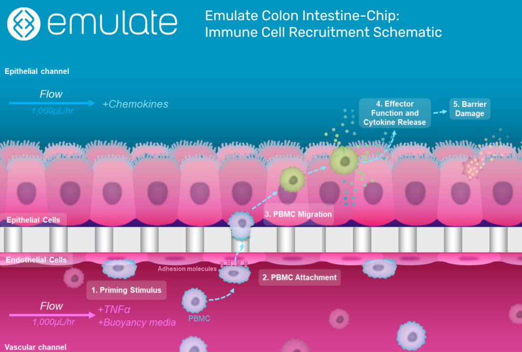 Studying Complex Mechanisms of IBD with Organ-Chips | Emulate Blog