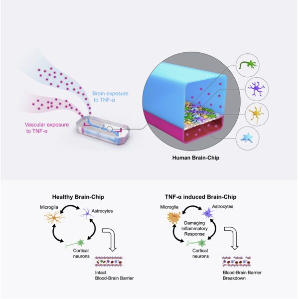 Using Organ-Chips to better Understand Brain Function and Disease ...