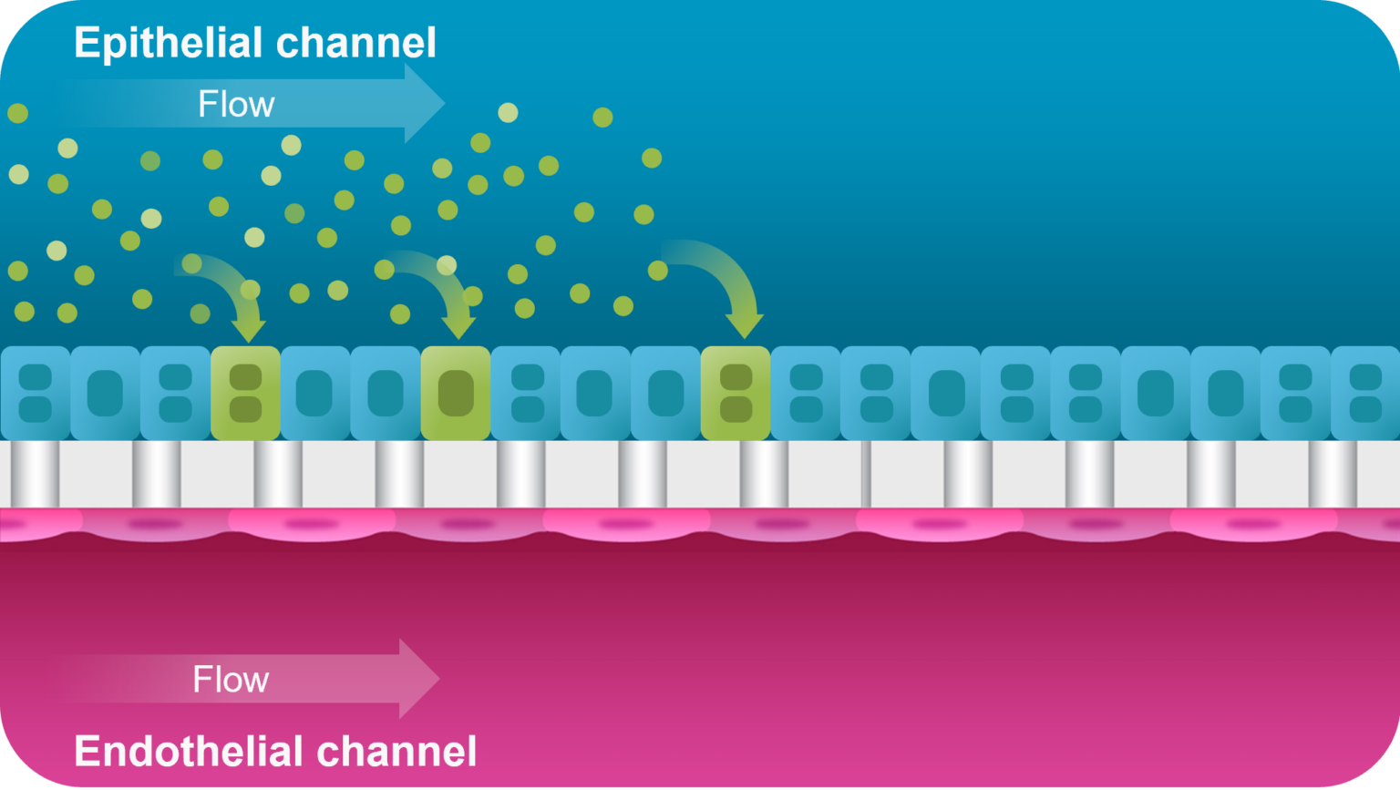 Gene Therapy and Its Applications in Drug Development | Emulate