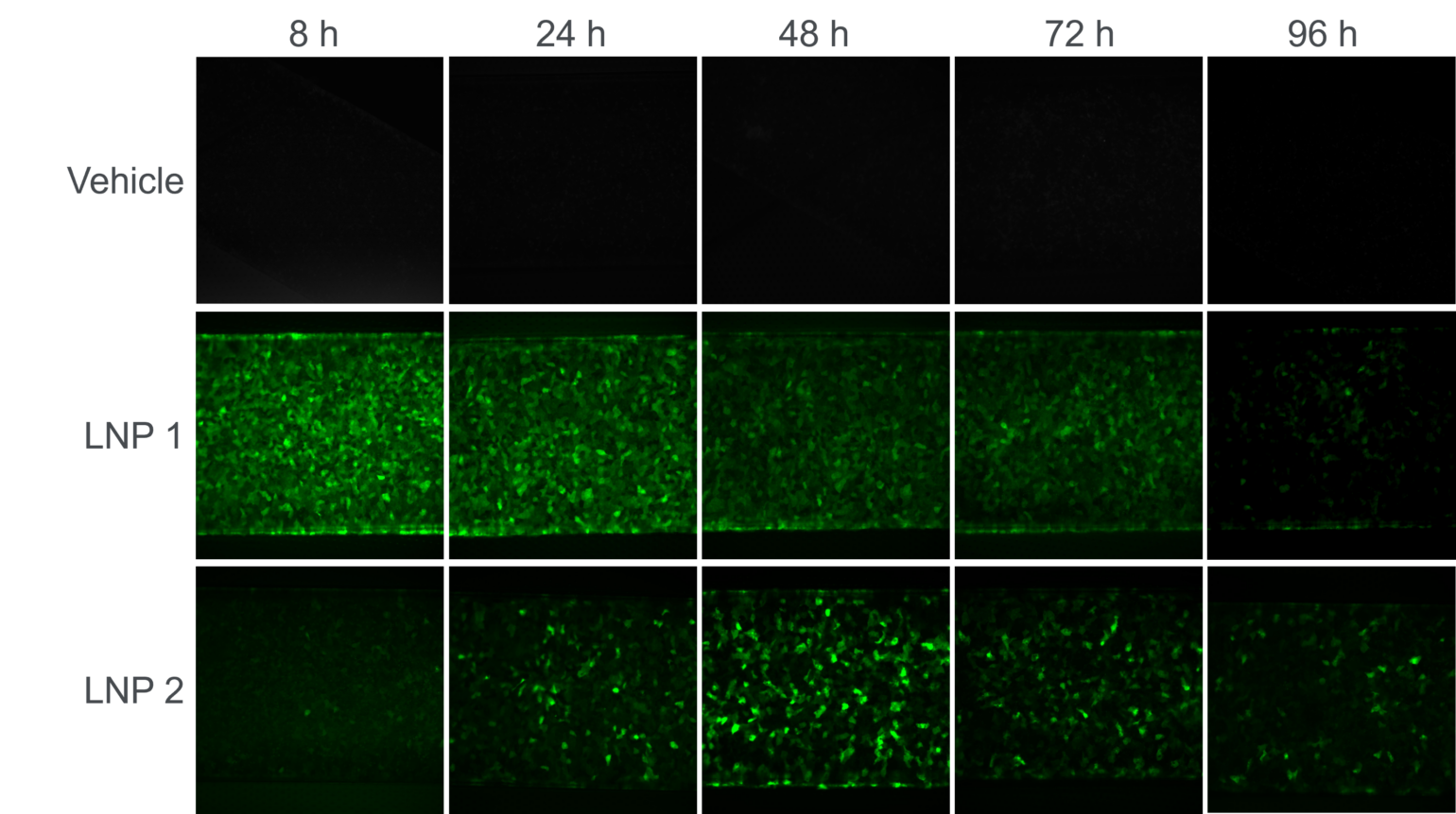 Organ-Chips for Gene Therapy Research & Drug Development