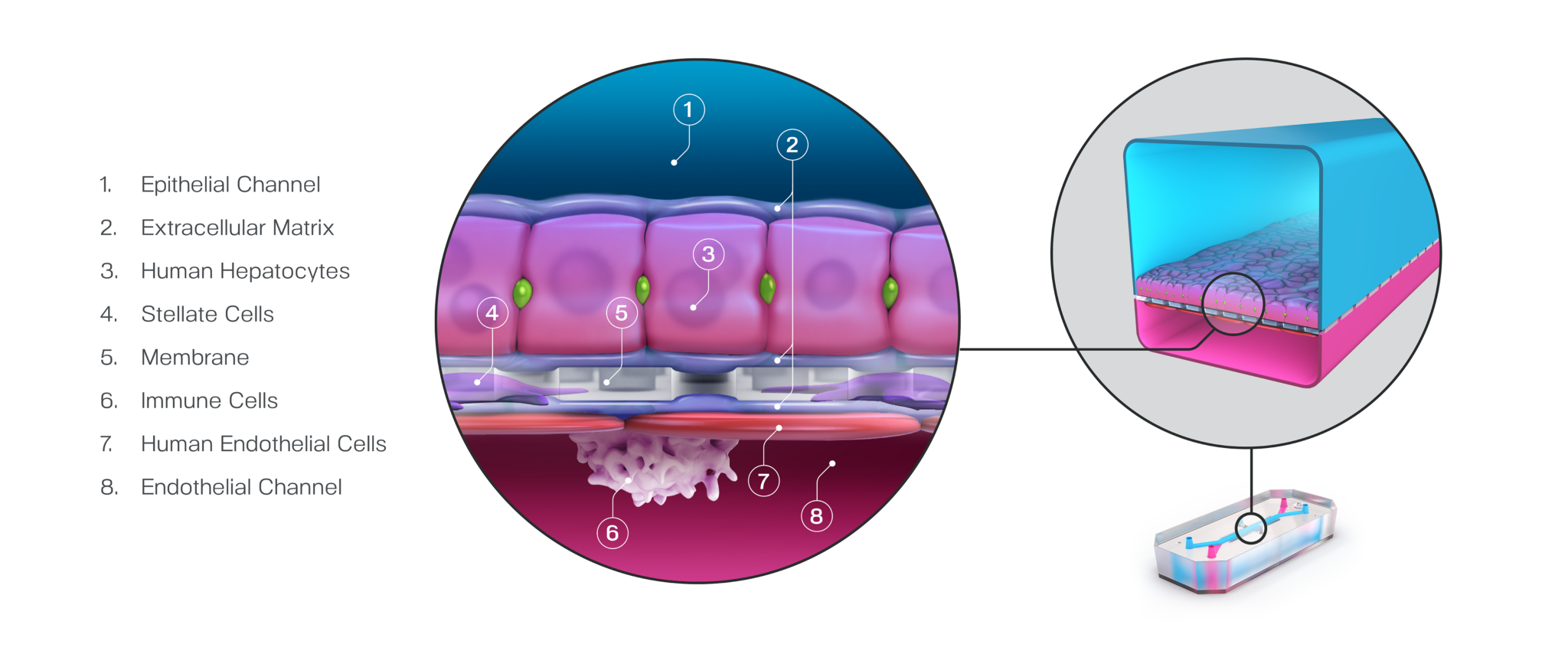What are Organ-Chips? | Emulate