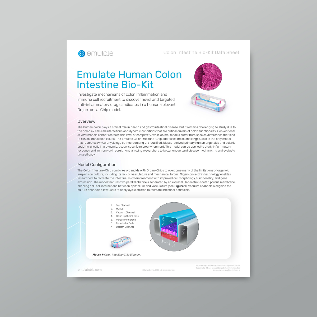 Colon Intestine Bio-Kit | Emulate Datasheet