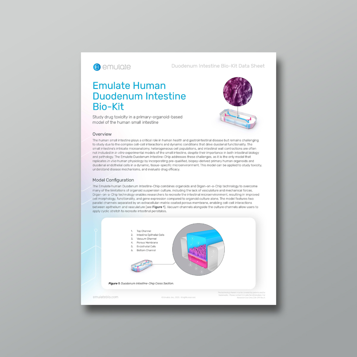 Duodenum Intestine Bio-Kit | Emulate Datasheet