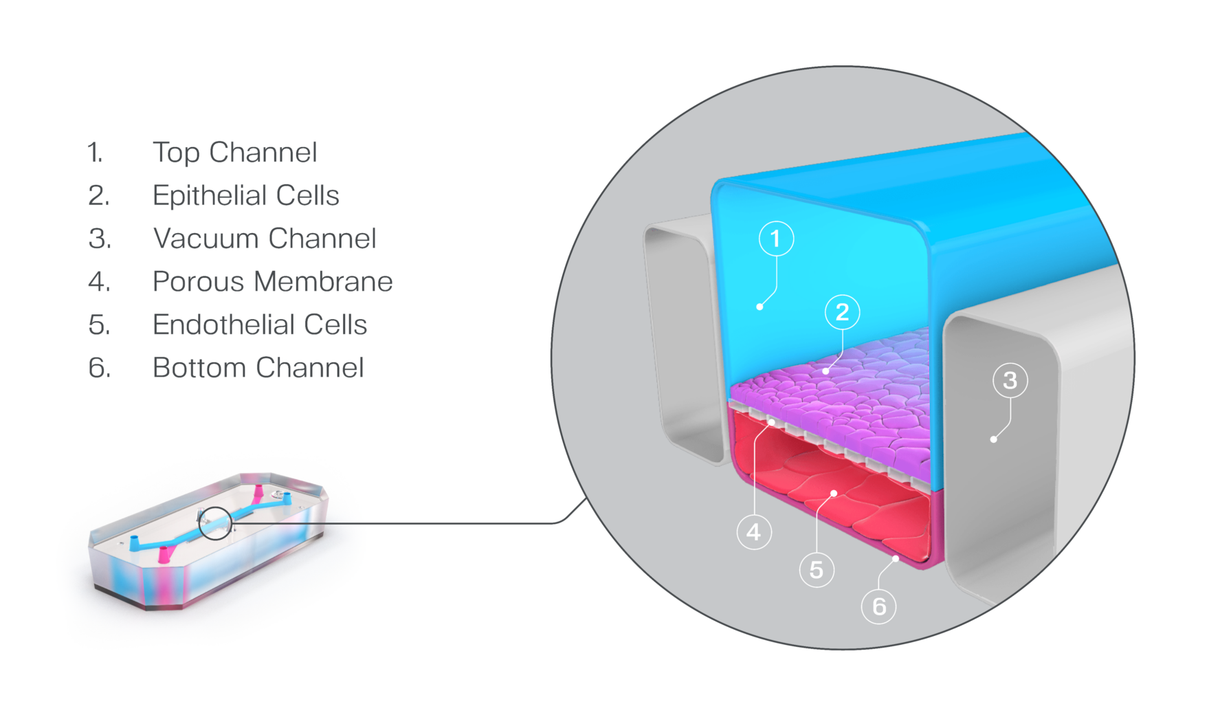 What are Organ-Chips? | Emulate