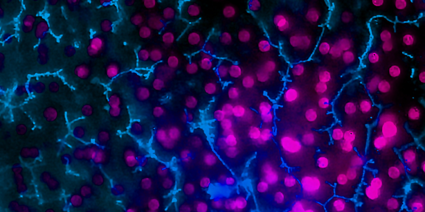 Organ-Chips and Animal Models: Sensitivity Explained | Emulate