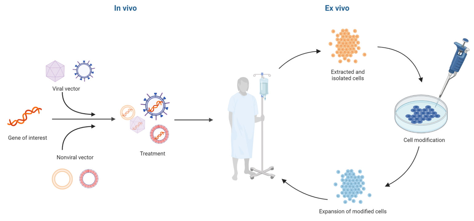 Gene Therapy and Its Applications in Drug Development | Emulate