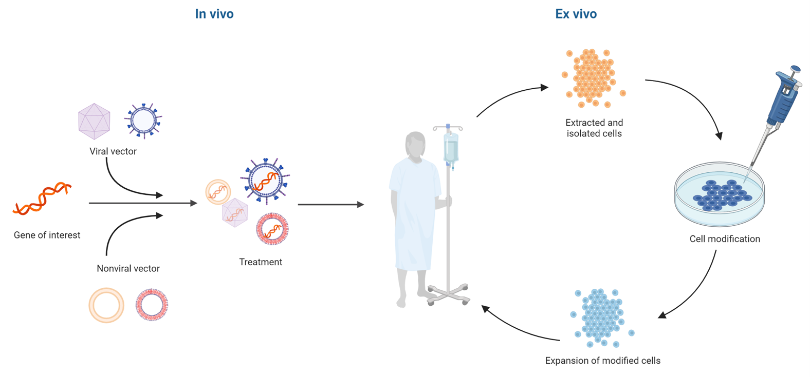 Gene Therapy and Its Applications in Drug Development | Emulate