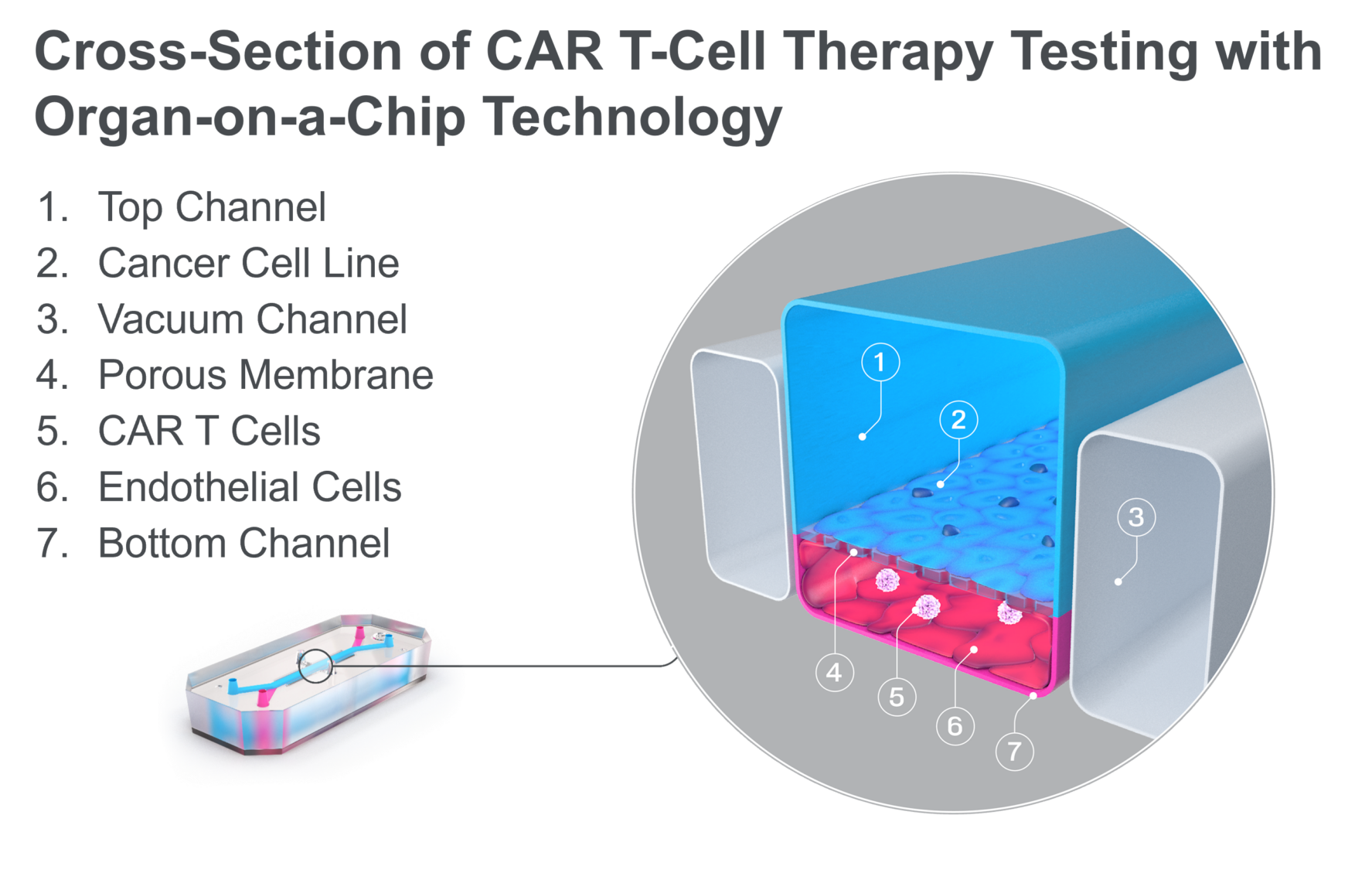 Solid Tumors: The Next Frontier of Cancer Immunotherapy | Emulate