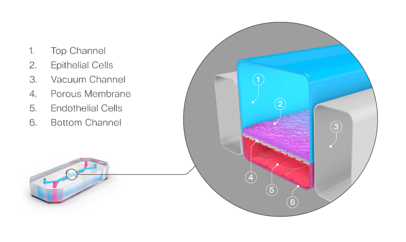 Unraveling the Complexities of Cancer Through More Human-Relevant ...