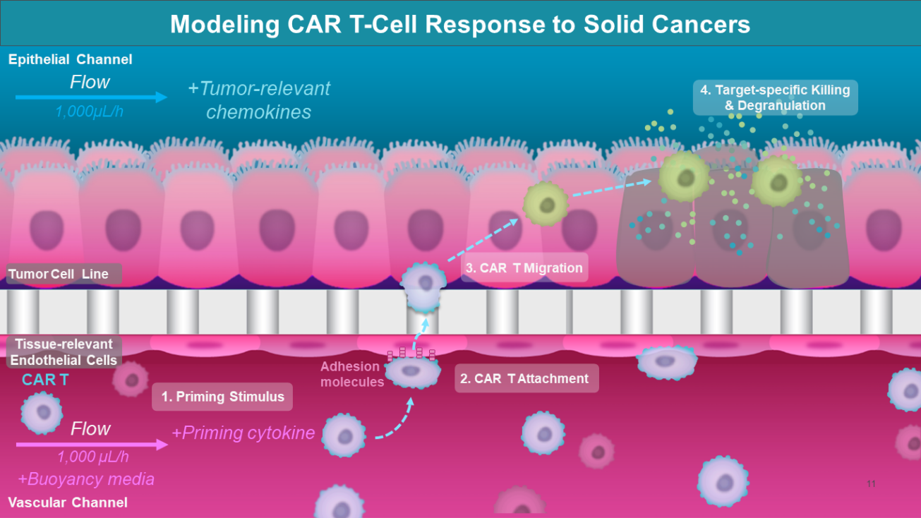 Solid Tumor Cell Therapy Assessment with Organ-Chips