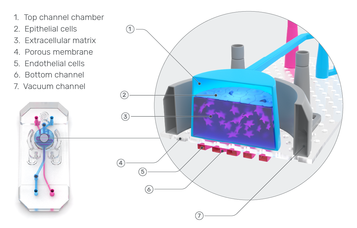 Emulate Chip-A1 Accessible Chip