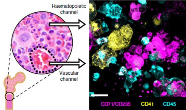 Emulate Chip-S1 Stretchable Chip