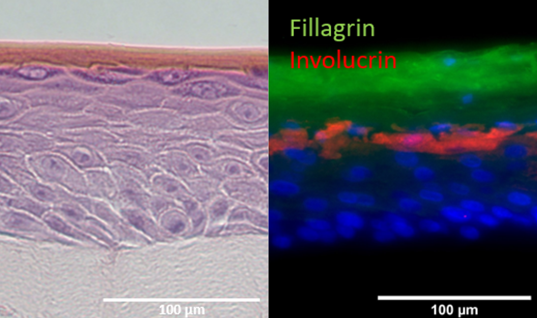 Emulate Chip-A1 Accessible Chip