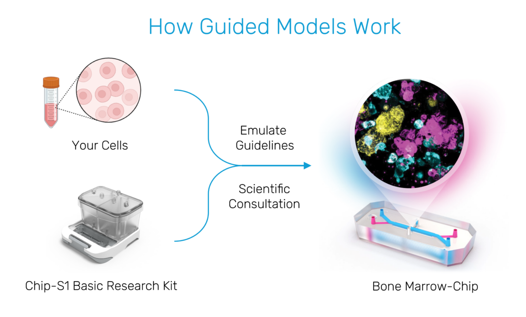 Emulate Bone Marrow-Chip