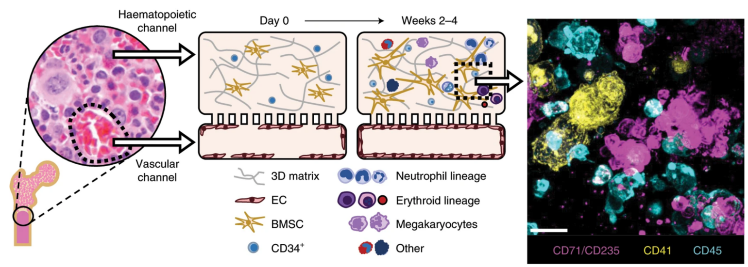 Emulate Bone Marrow-Chip