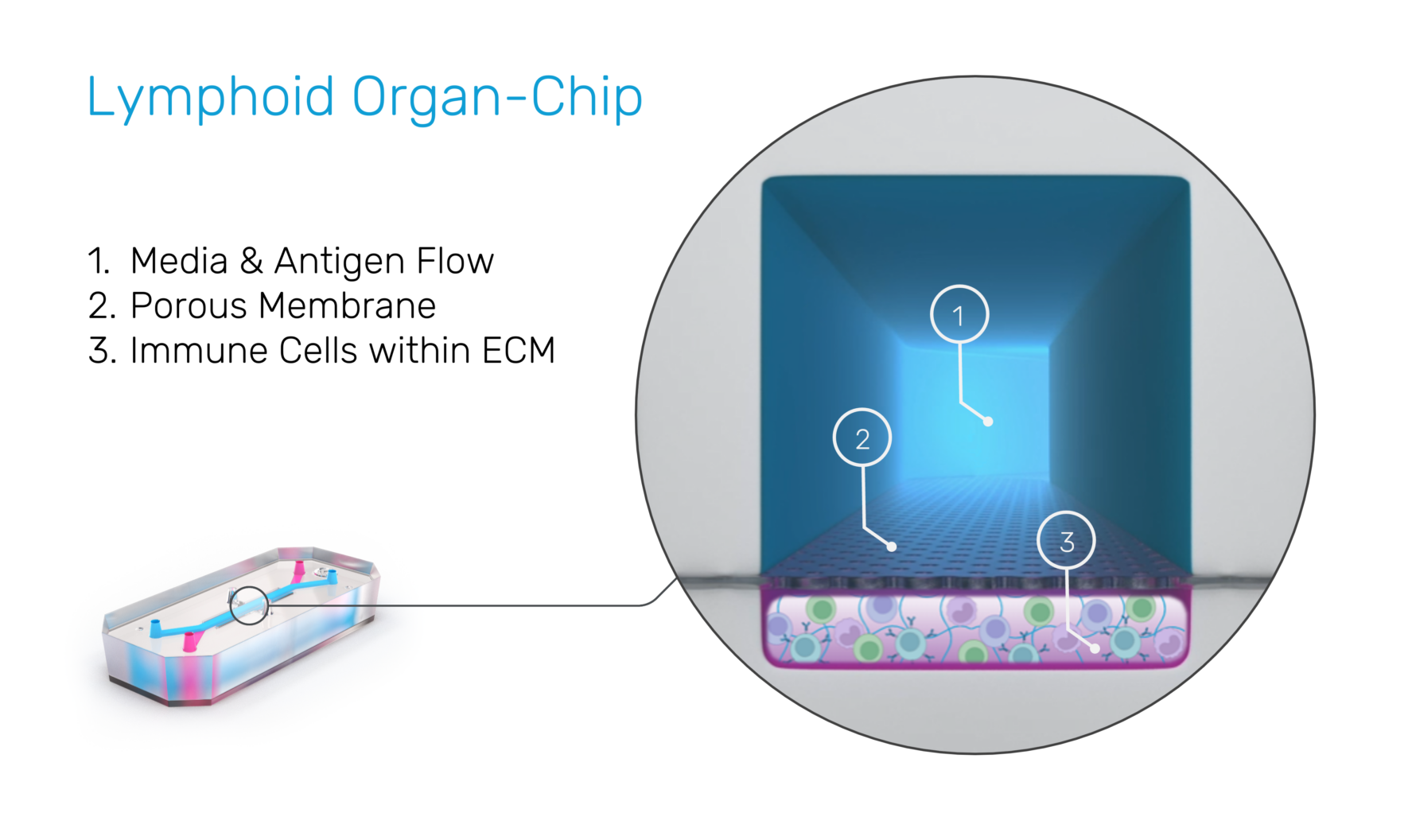 Emulate Lymphoid Organ-Chip