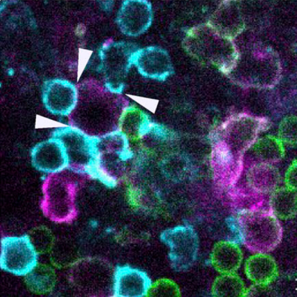 Emulate Lymphoid Organ-Chip