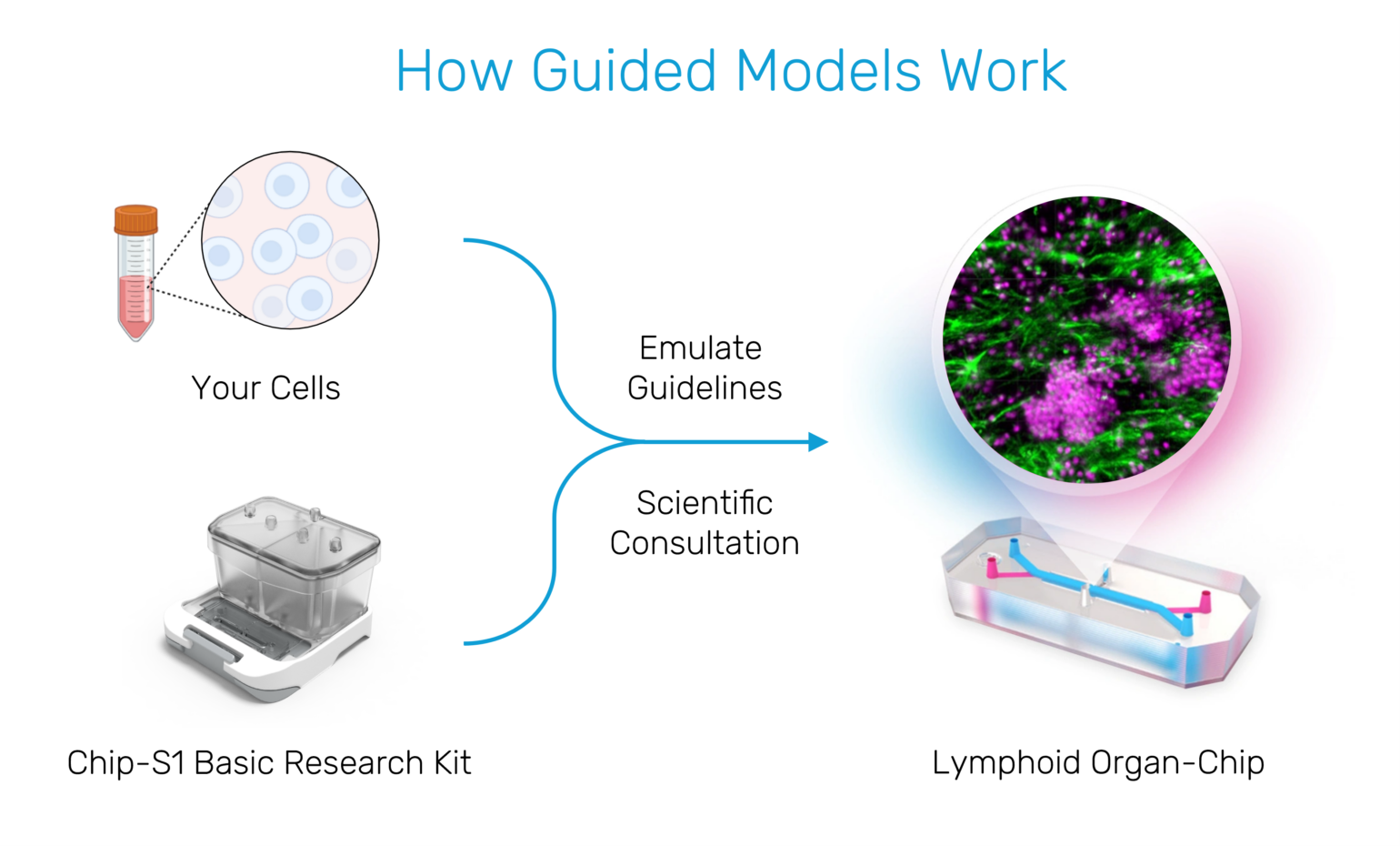 Emulate Lymphoid Organ-Chip