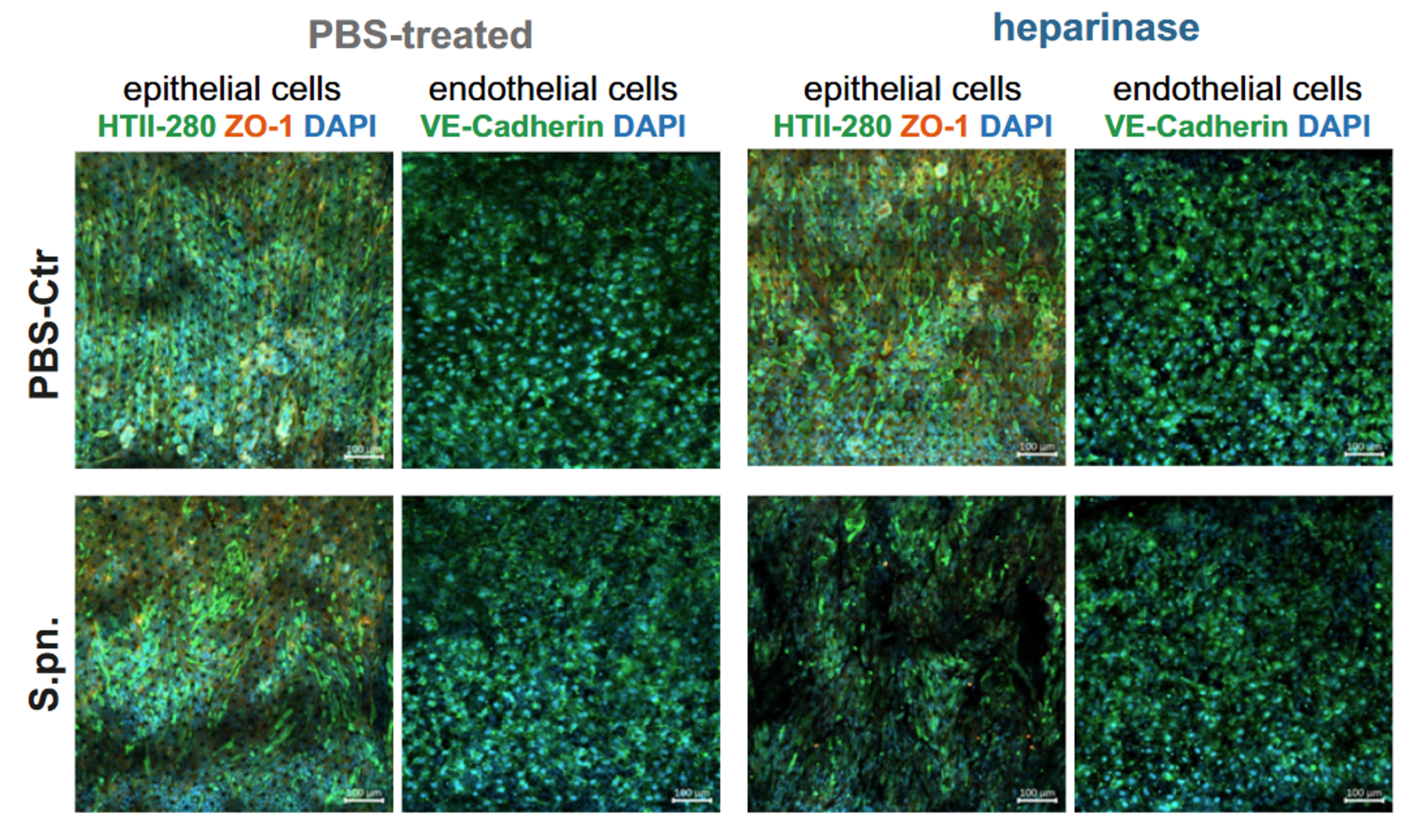 10 Organ-Chip Publications That Defined 2024 | Emulate