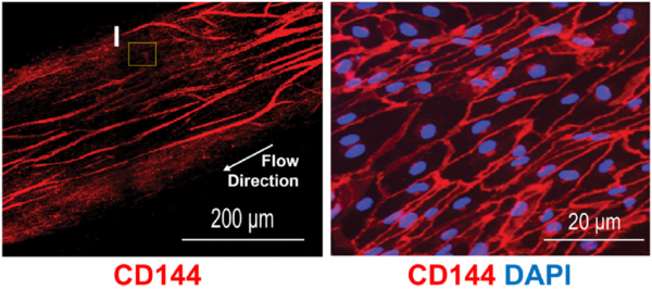 10 Organ-Chip Publications That Defined 2024 | Emulate