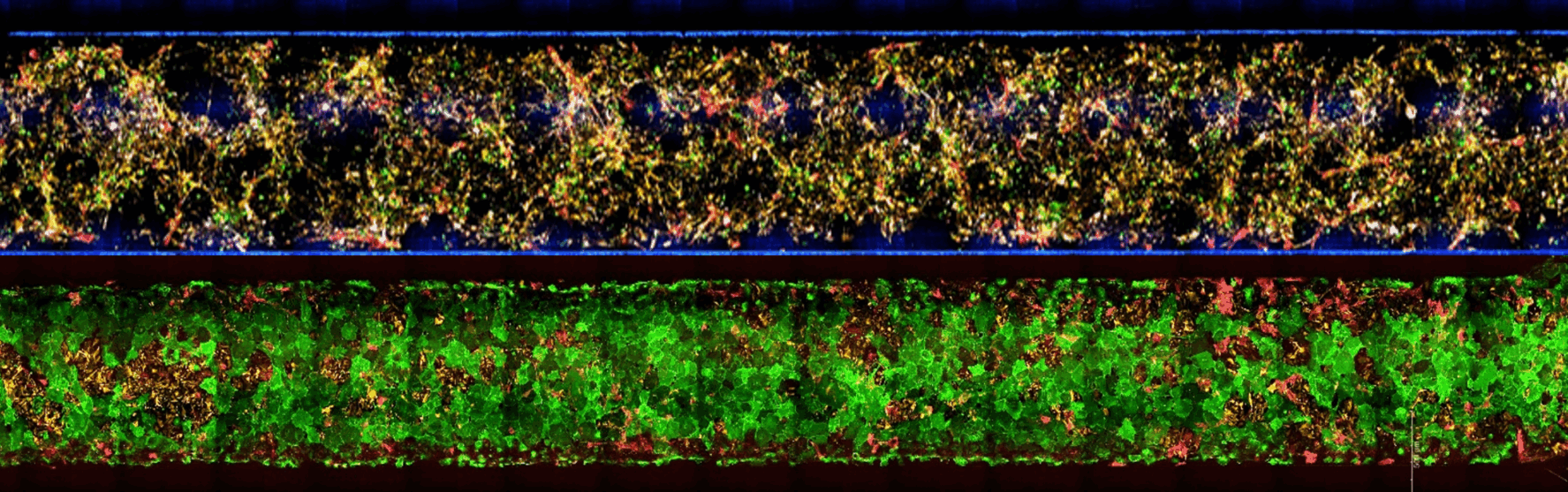 How Isogenic Organ-Chips Are Transforming the Future of Neuroscience ...