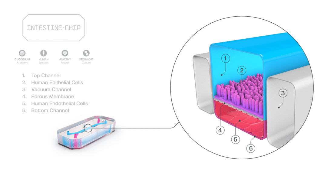 2025: A Pivotal Year for NAMs and the Top 10 Organ-Chip Publications ...